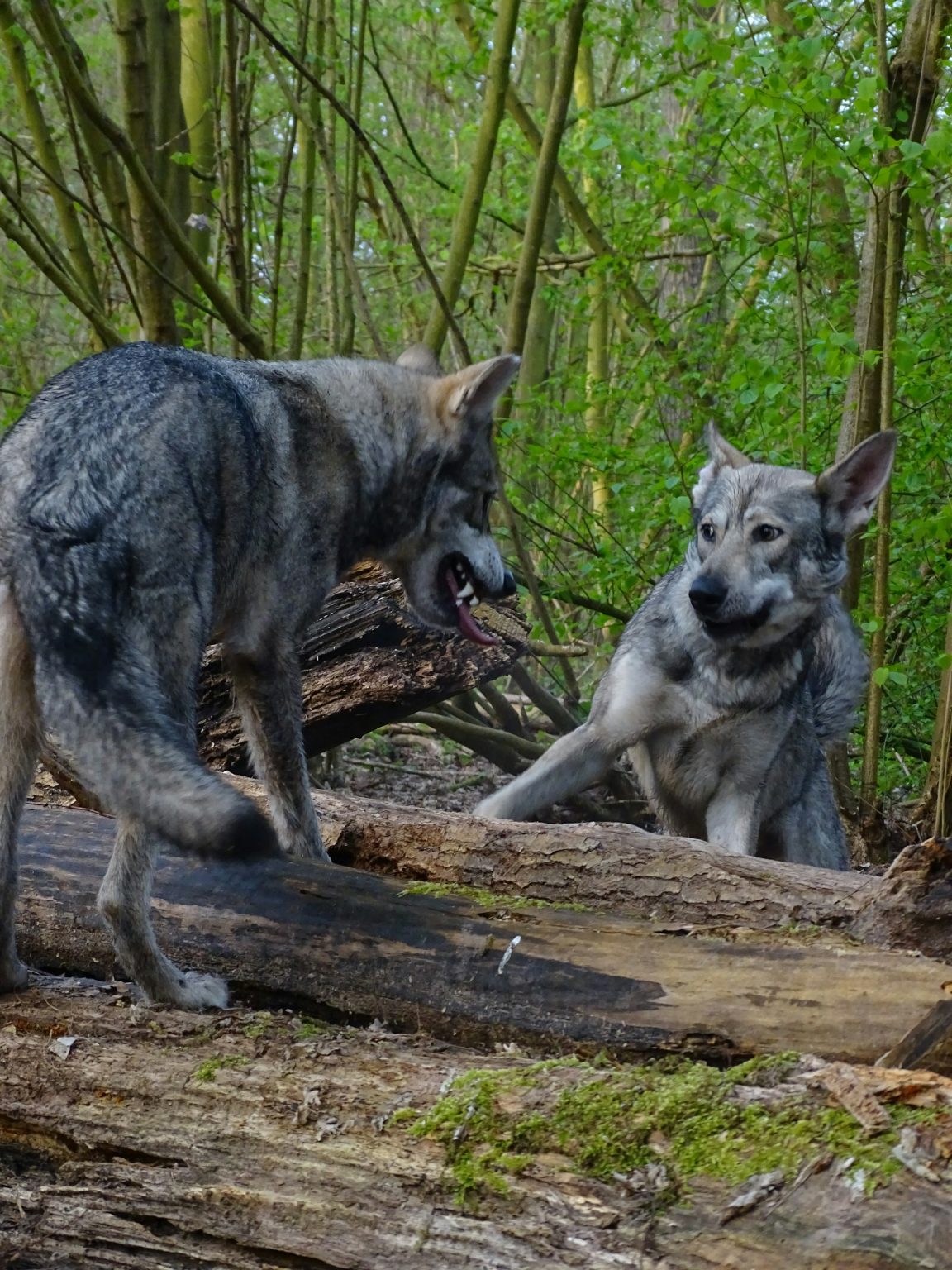 Vuk je upitao psa… – Muževni budite